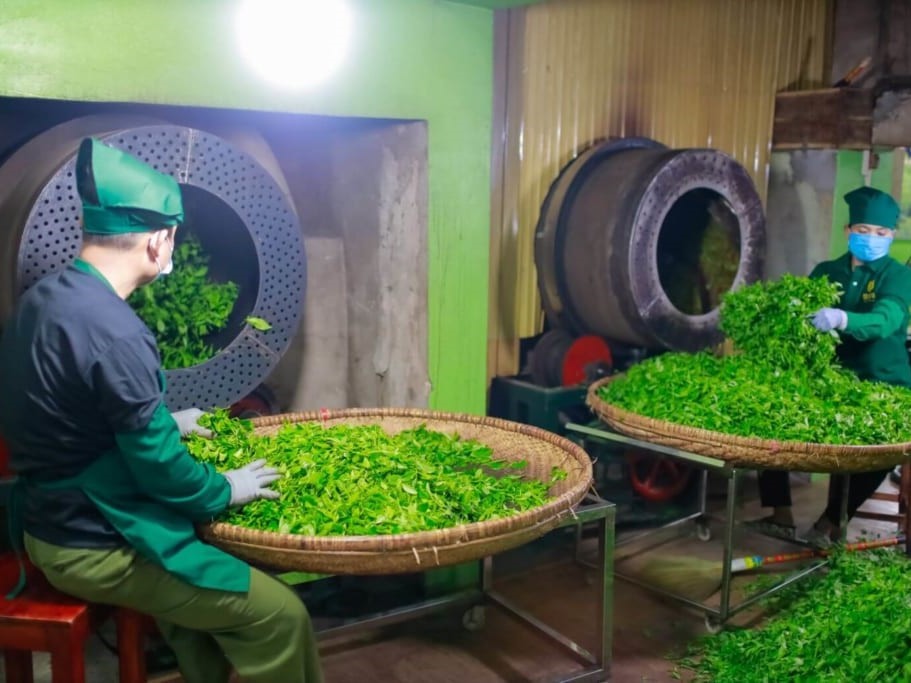 Quy Trình Sản Xuất Chè Xanh - Từ Nương Chè Đến Ấm Trà Xanh!